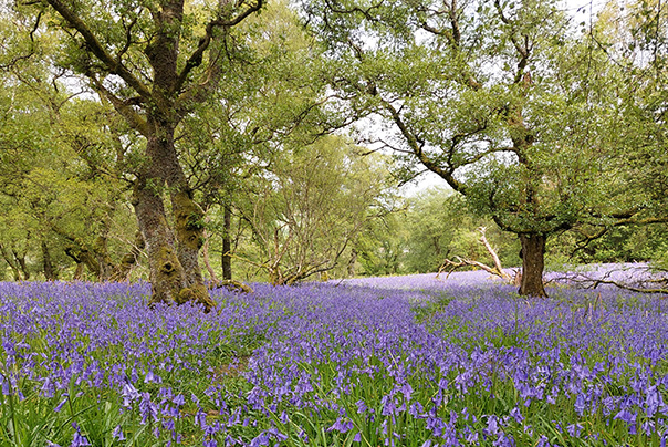 Dawn Chorus @ Low Way Farm and Parkend Woods – Ben_Freeth